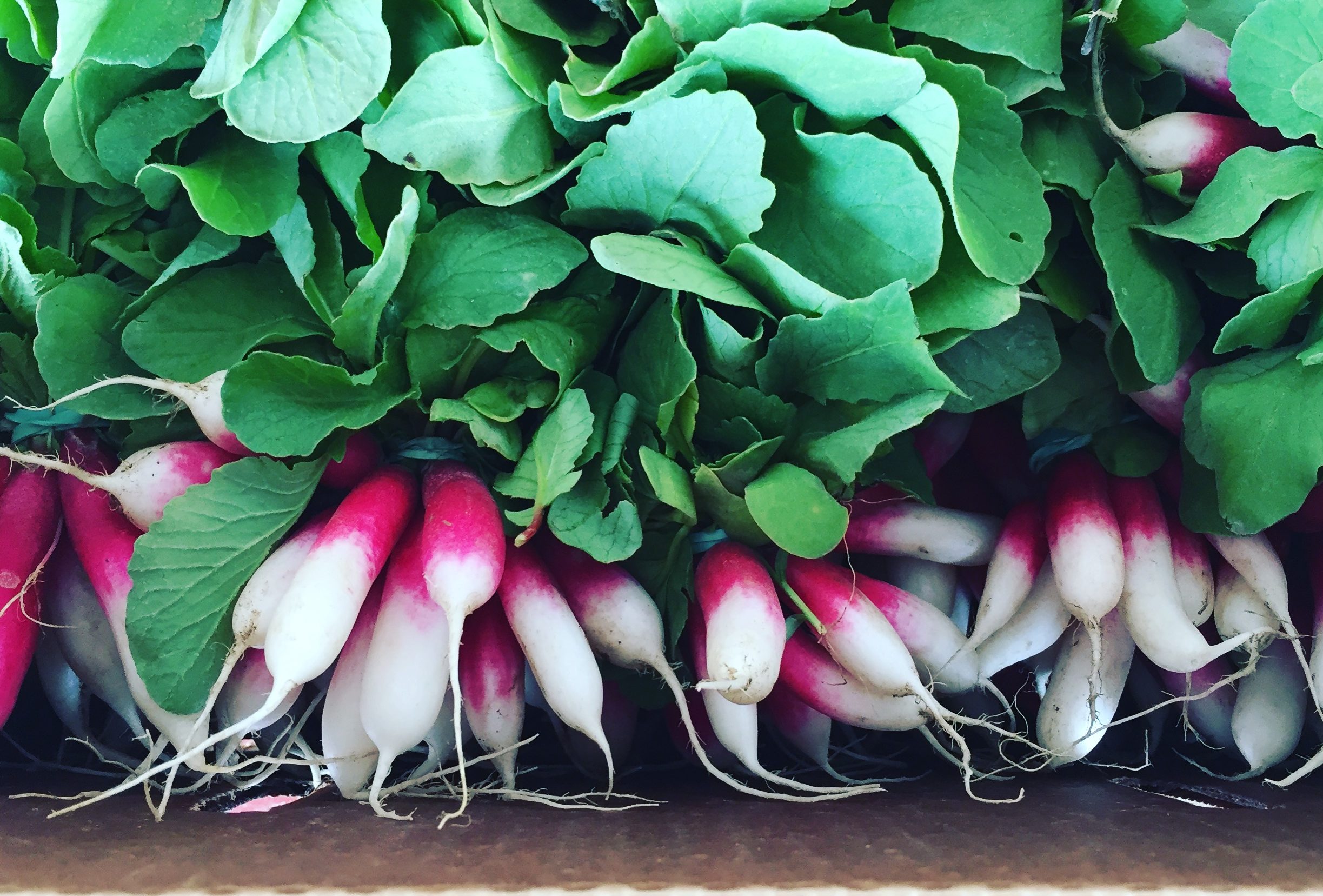 French Breakfast Radishes, Ramps, and Lovage - Specialty Foods Boston